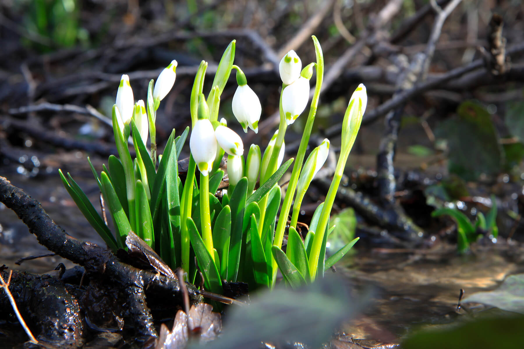 6 luoghi in cui la primavera arriva in anticipo | Peer.travel
